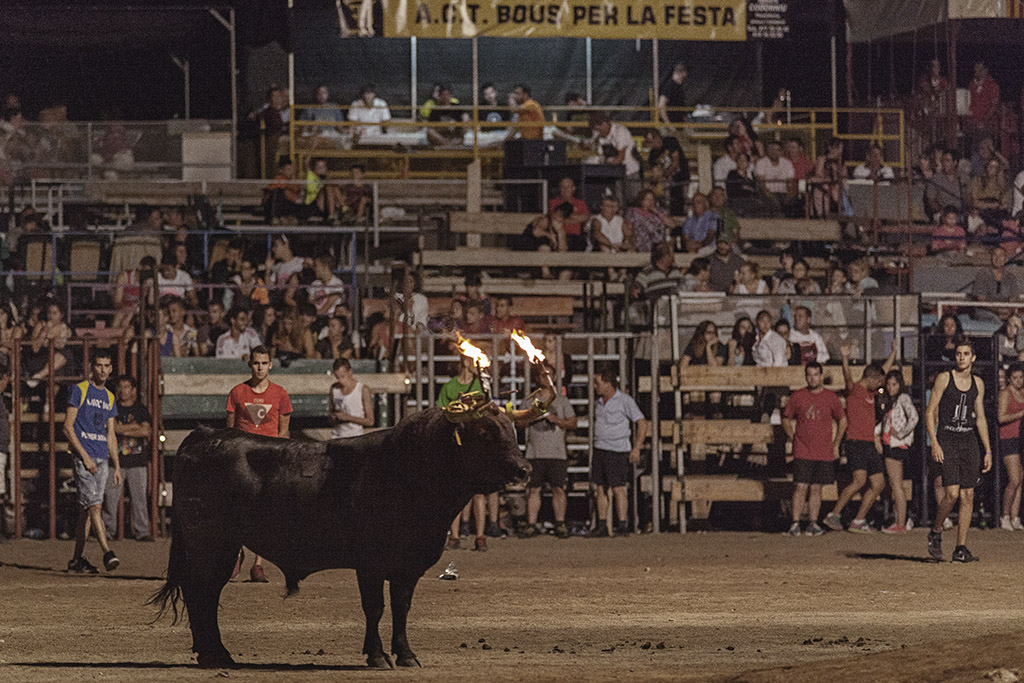 Toro Embolado – Santa Fiesta